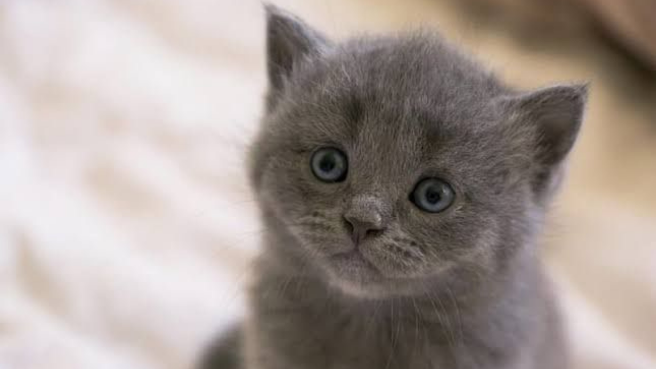 Gri Kedi Cinsleri - Teknobird